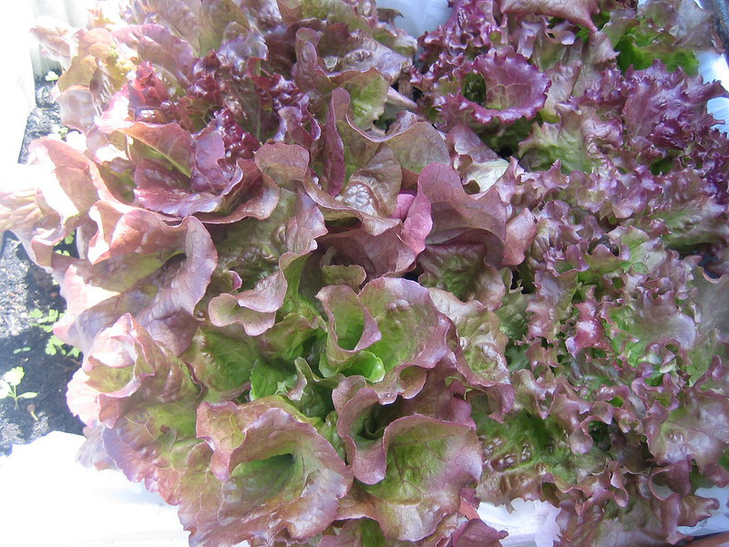 Plant de batavia brune Lioba